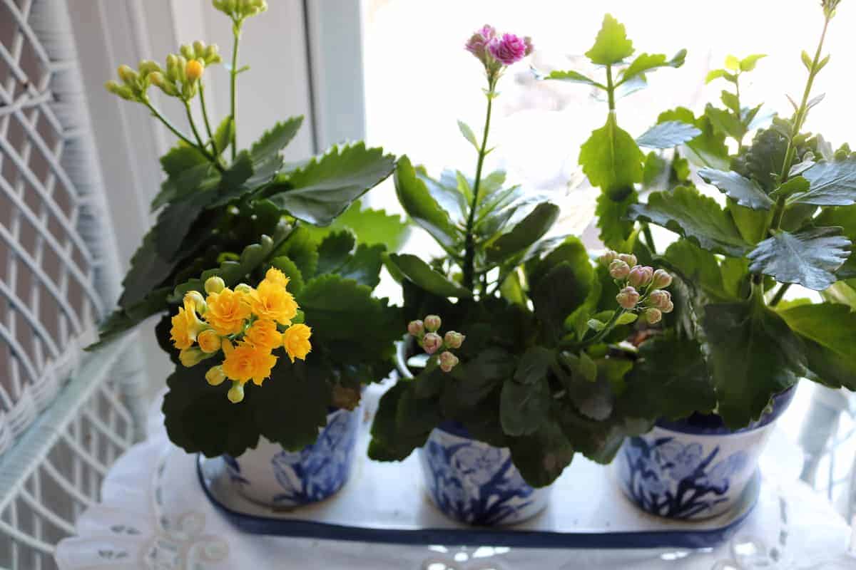Indoor Spring Kolanchoe Flowers – B4 and Afters -kolanchoes blooming