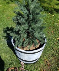 Jumbo Christmas Bucket Planter – B4 and Afters - upcycle idea